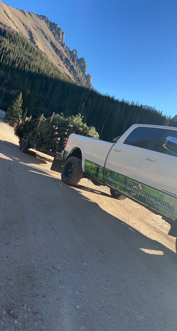 Rist Canyon Christmas Trees — A ‘lot’ of fun | TheFencePost.com