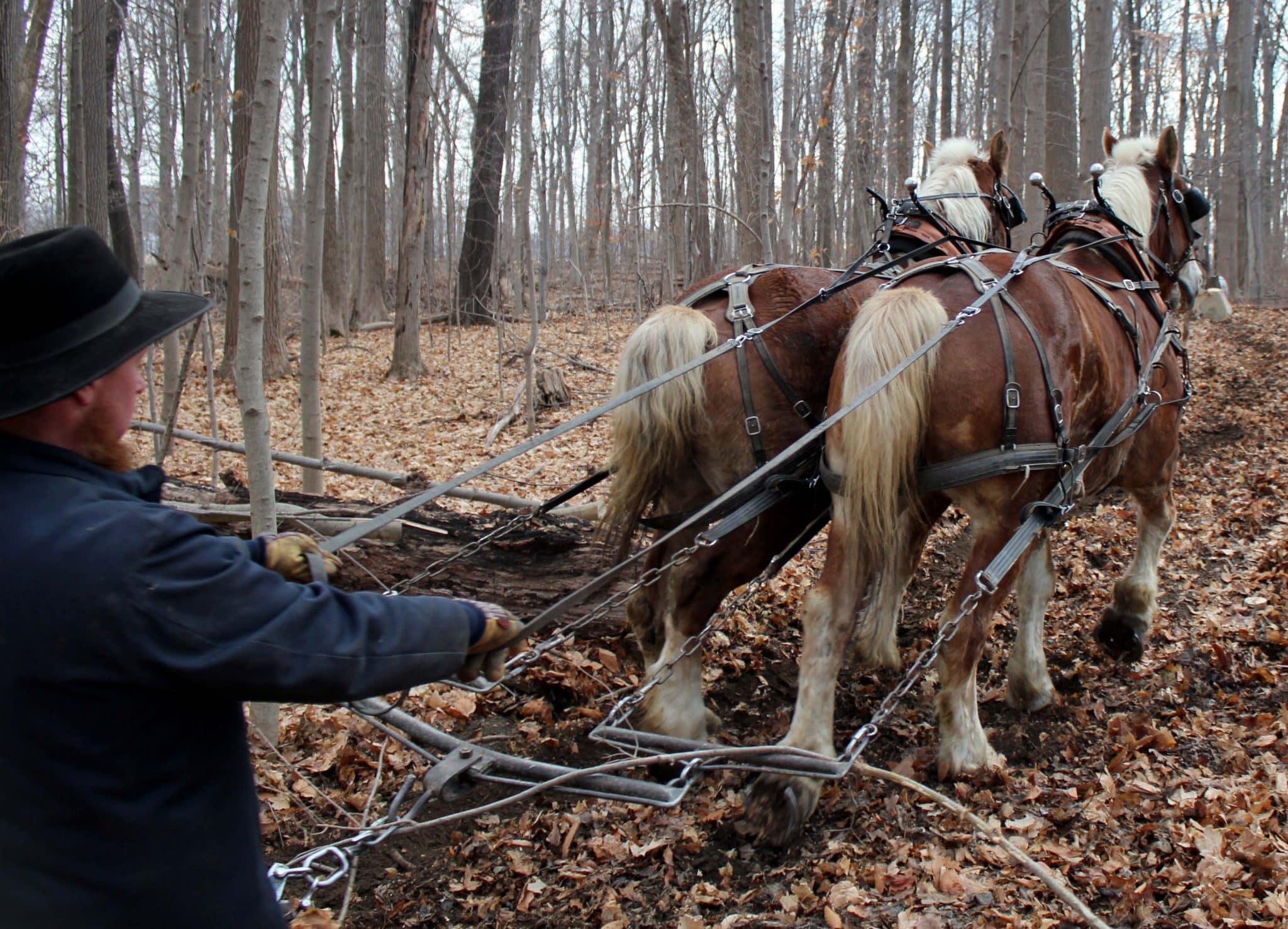 Horse logging thrives | TheFencePost.com