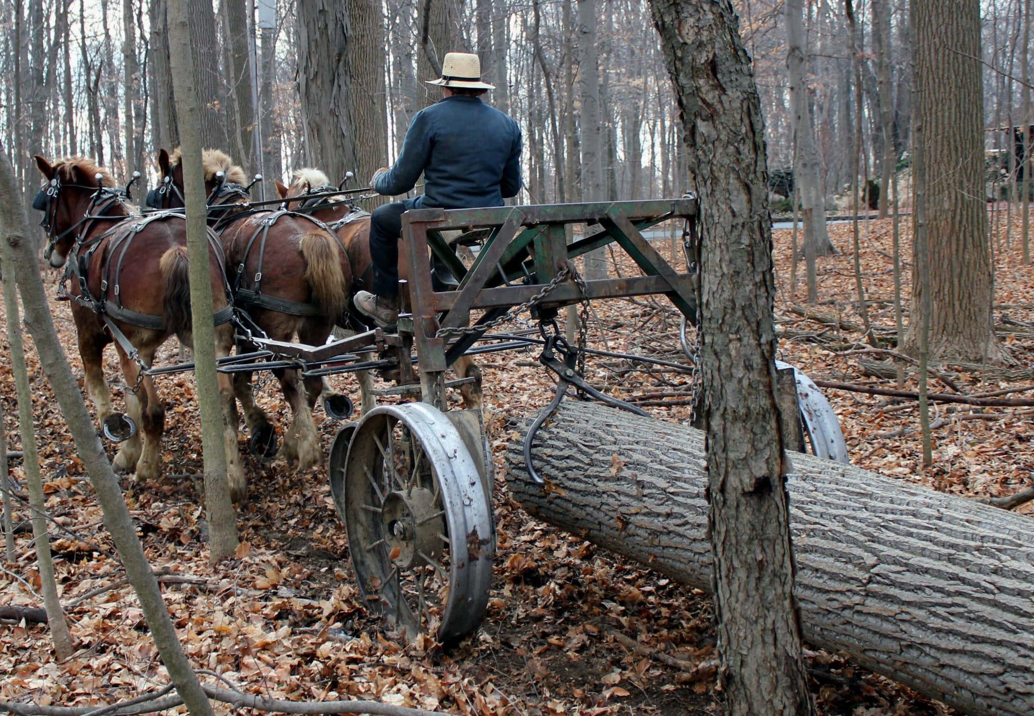 Horse logging thrives | TheFencePost.com