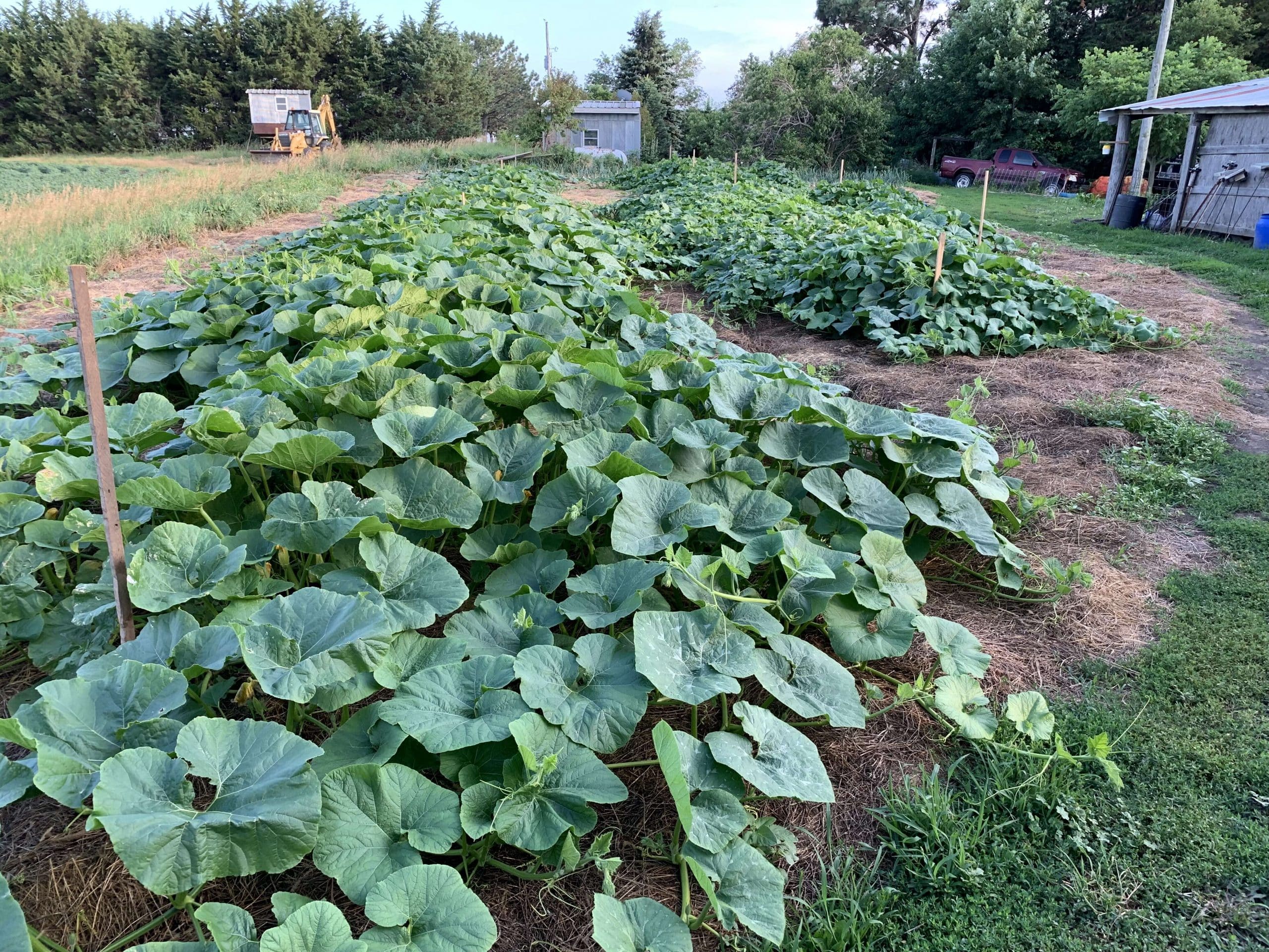 Oh, my gourd! | TheFencePost.com