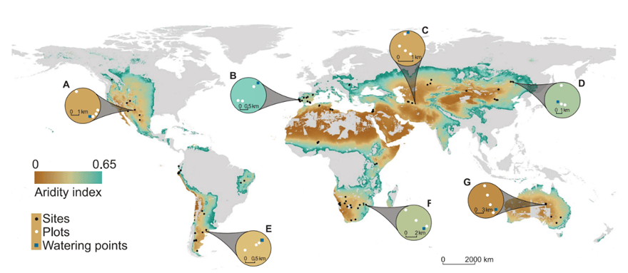Ecological impacts of dryland grazing revealed in global study ...