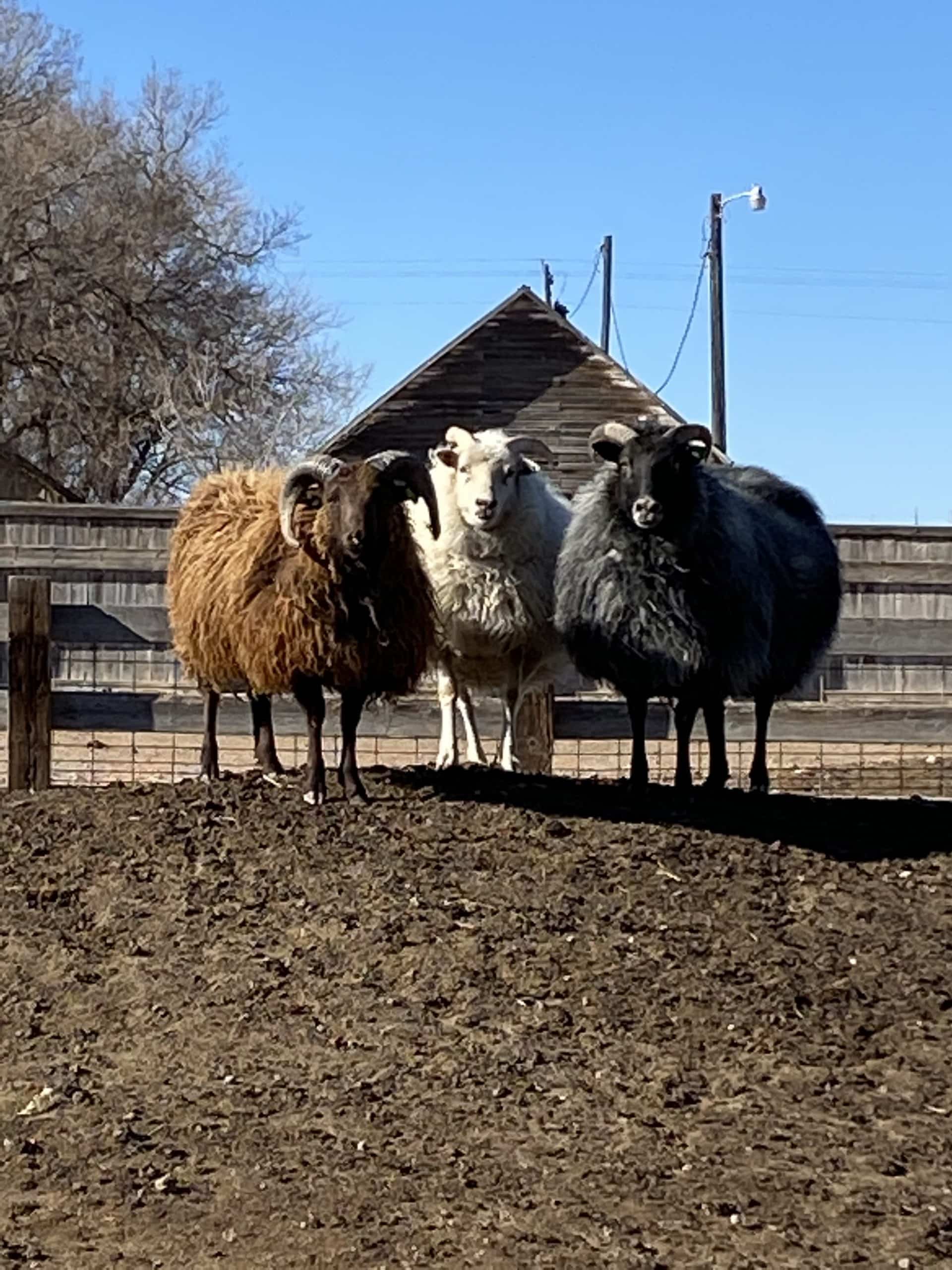 The Nalls family food | TheFencePost.com