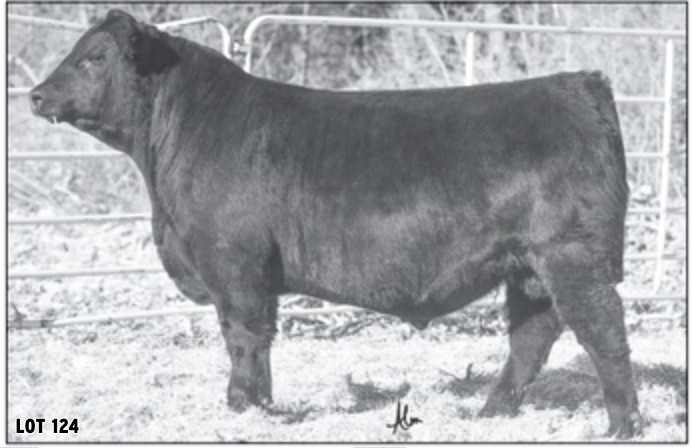 Baldridge Performance Angus Bull Sale | TheFencePost.com