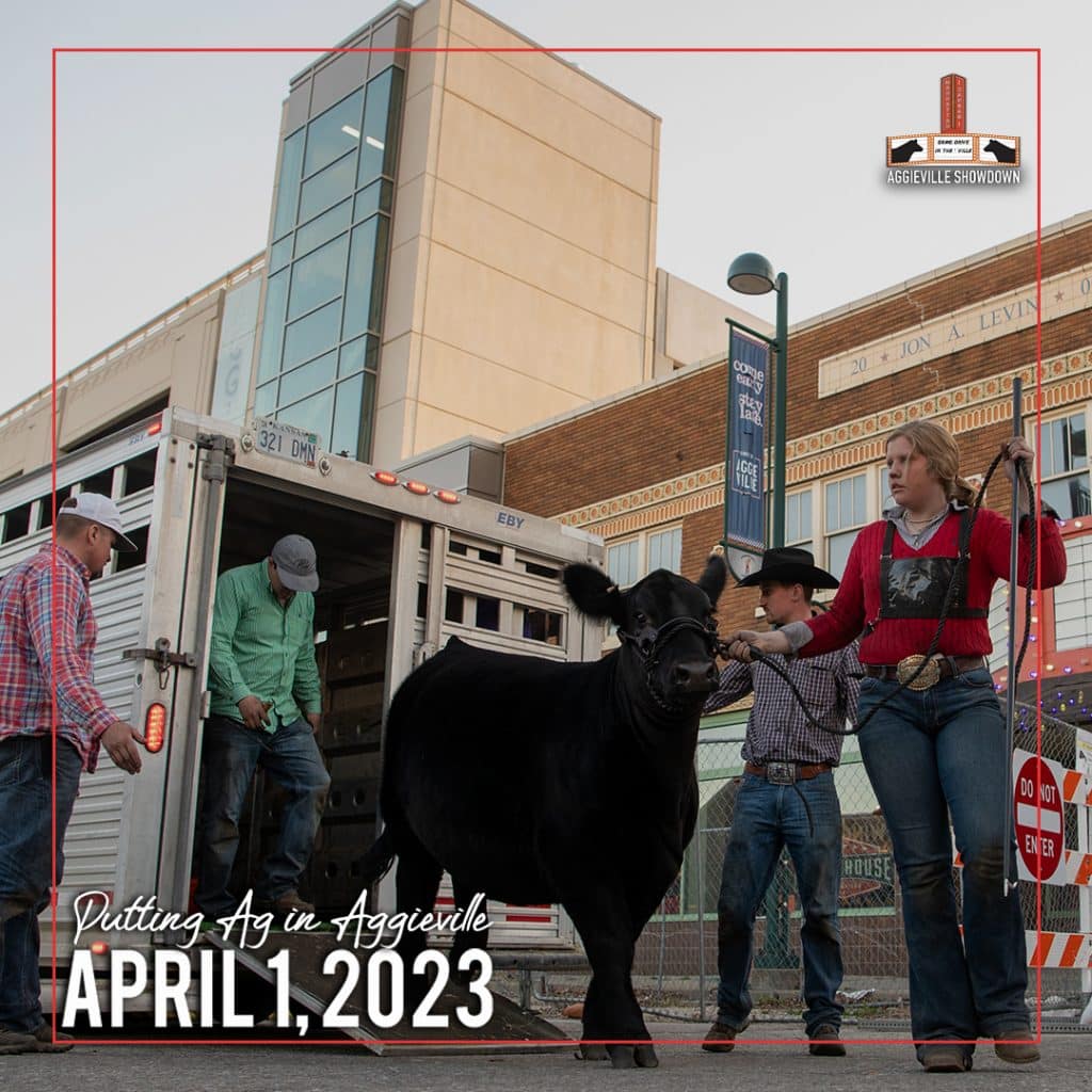 Cattle from across the country return to Aggieville | TheFencePost.com