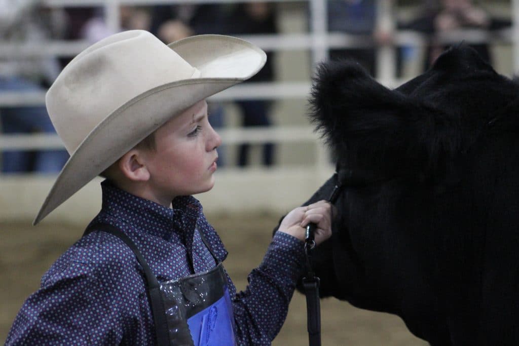 Simmental events fill week in Denver | TheFencePost.com