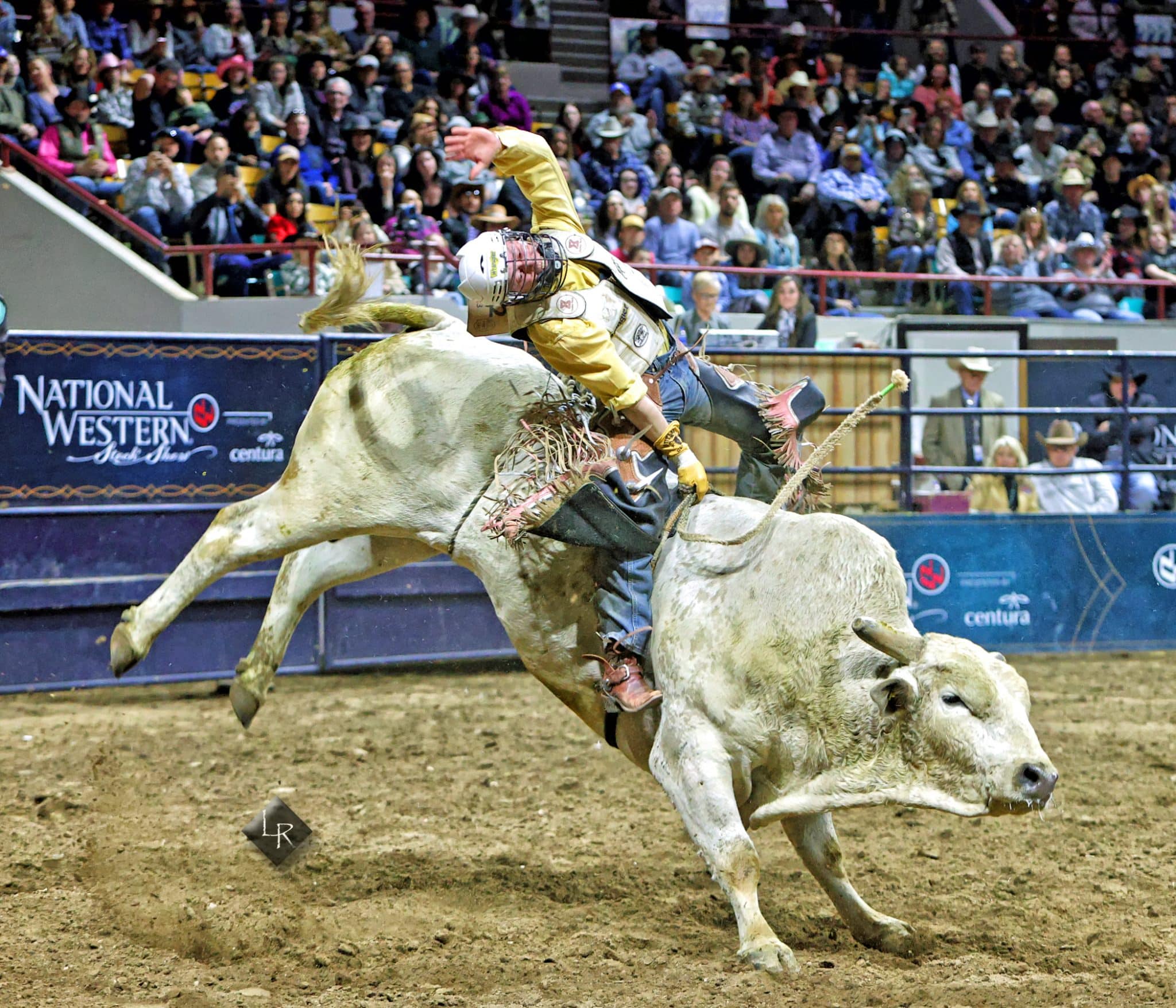 Roping, riding and roughstock | TheFencePost.com