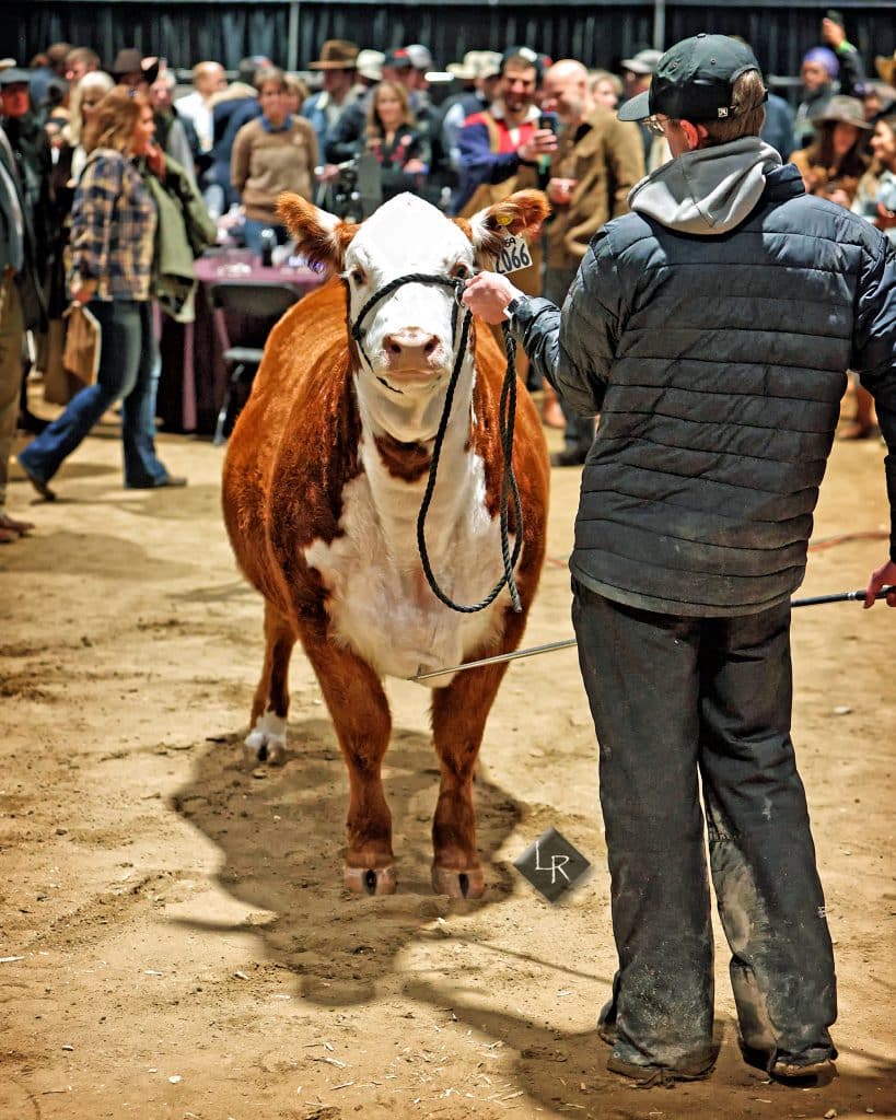NWSS Stockyards Beef Festival is ‘crazy good idea’ | TheFencePost.com