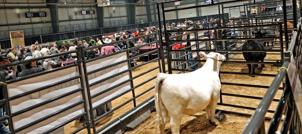 NWSS Stockyards Beef Festival is ‘crazy good idea’ | TheFencePost.com