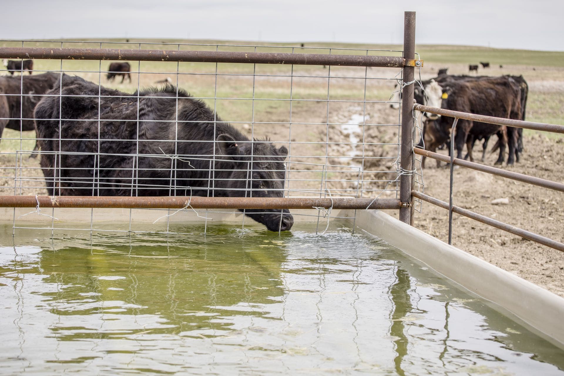 New waterline ensures cattle stay on the land and land stays intact ...