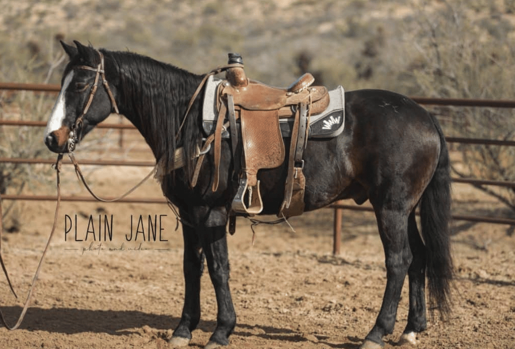 Slim chance: Slim Shady wins BHSS Ranch Rodeo Top Horse | TheFencePost.com