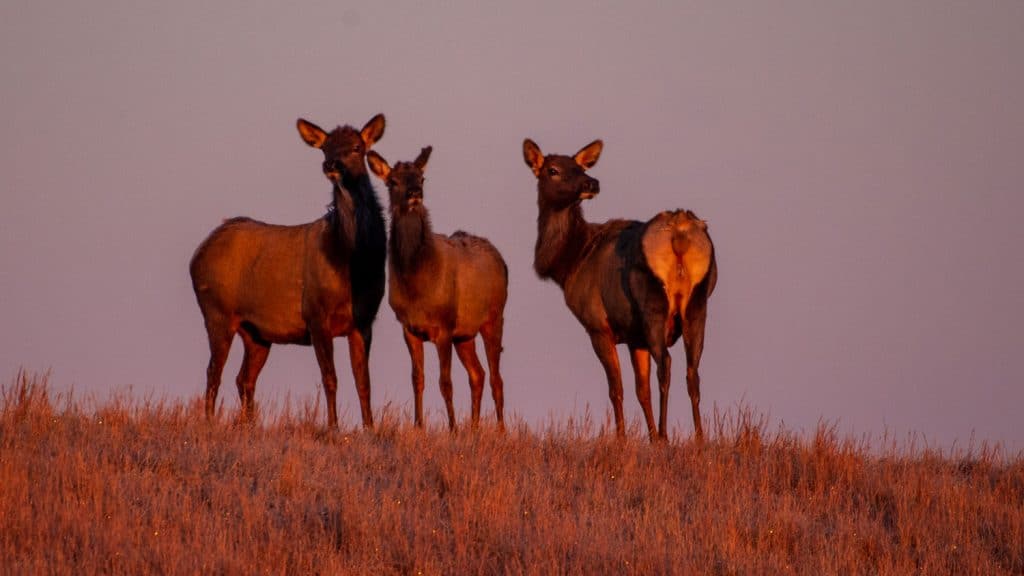Husker researchers, game and parks partner on Nebraska elk study ...