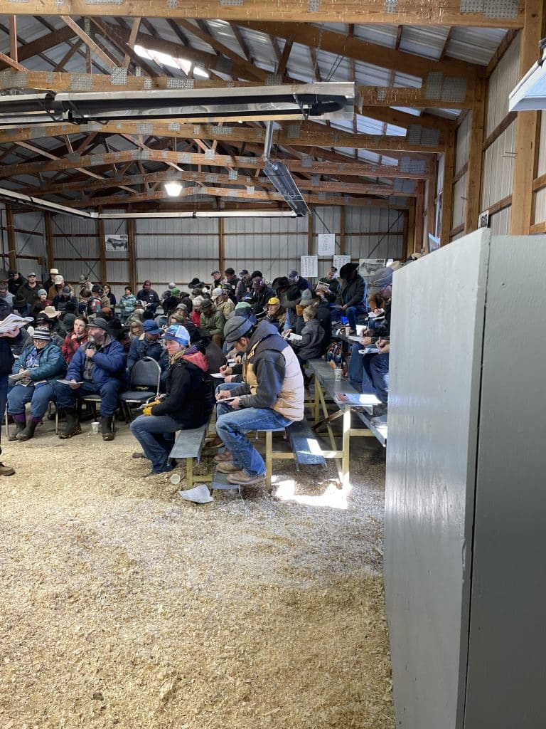 Reyes/ Russell Angus Bull Sale | TheFencePost.com