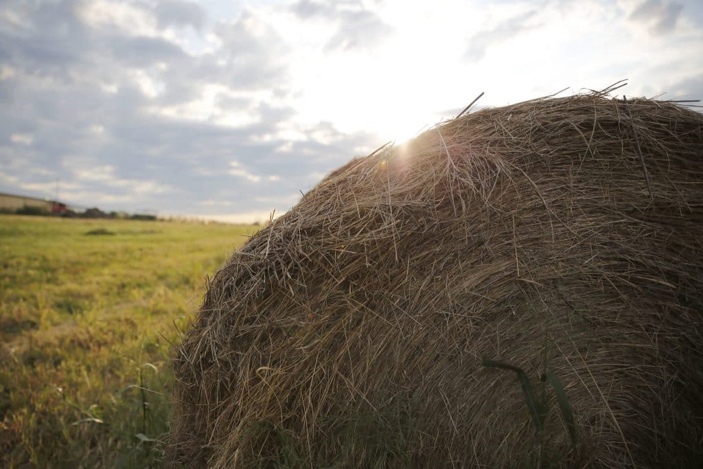 Cheap hay isn’t cheap | TheFencePost.com