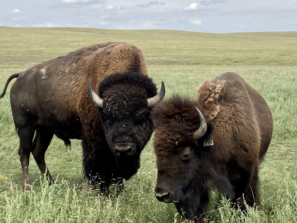 Tours offer opportunities to roam with the buffalo | TheFencePost.com
