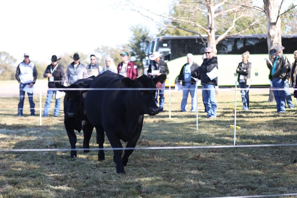 Cattlemen soak up the sun and education together | TheFencePost.com