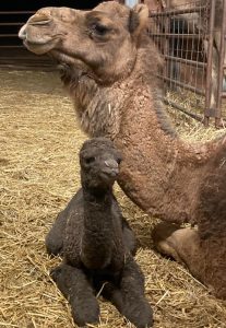 Fresh milk from a Colorado camel dairy | TheFencePost.com