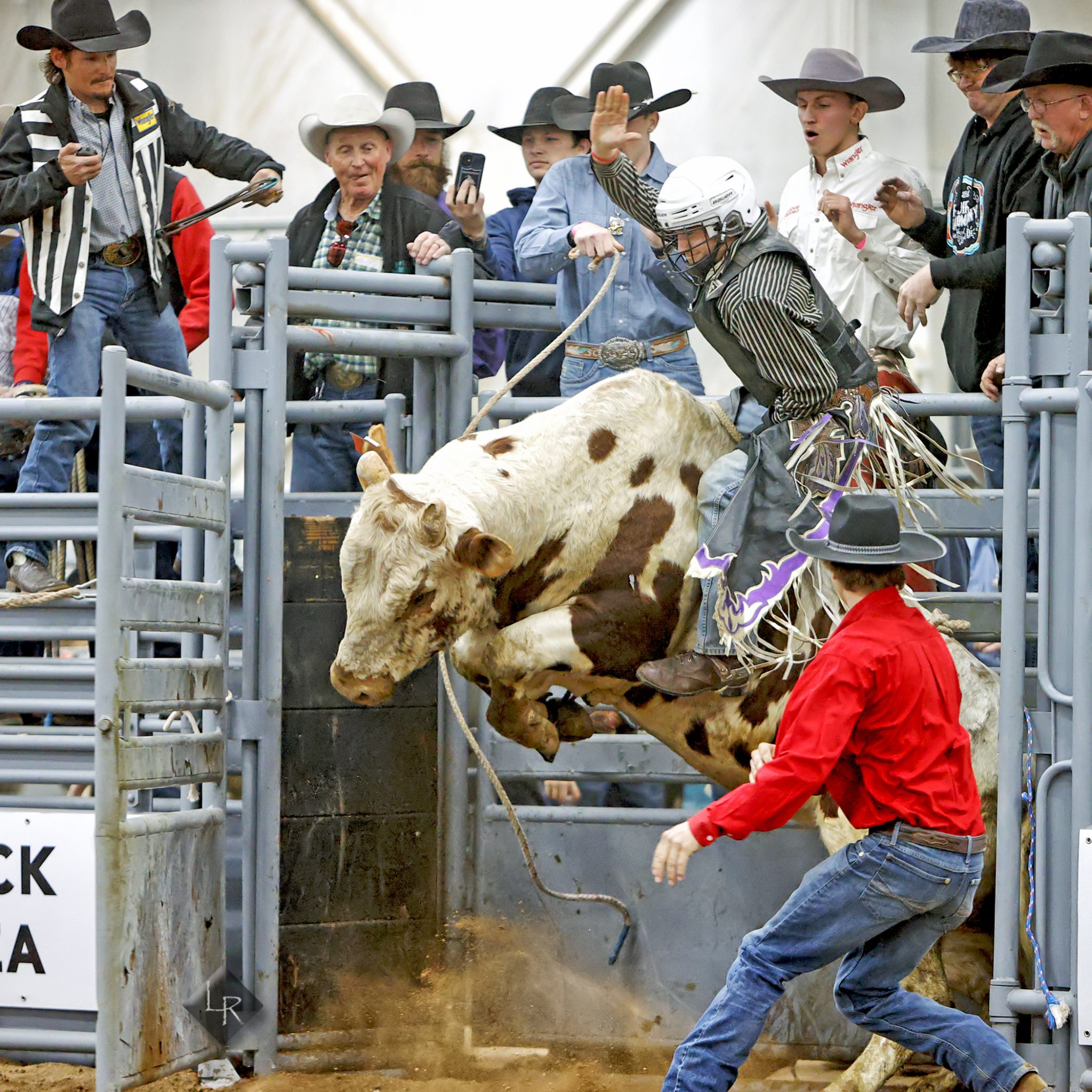 A Decade of Bull | TheFencePost.com