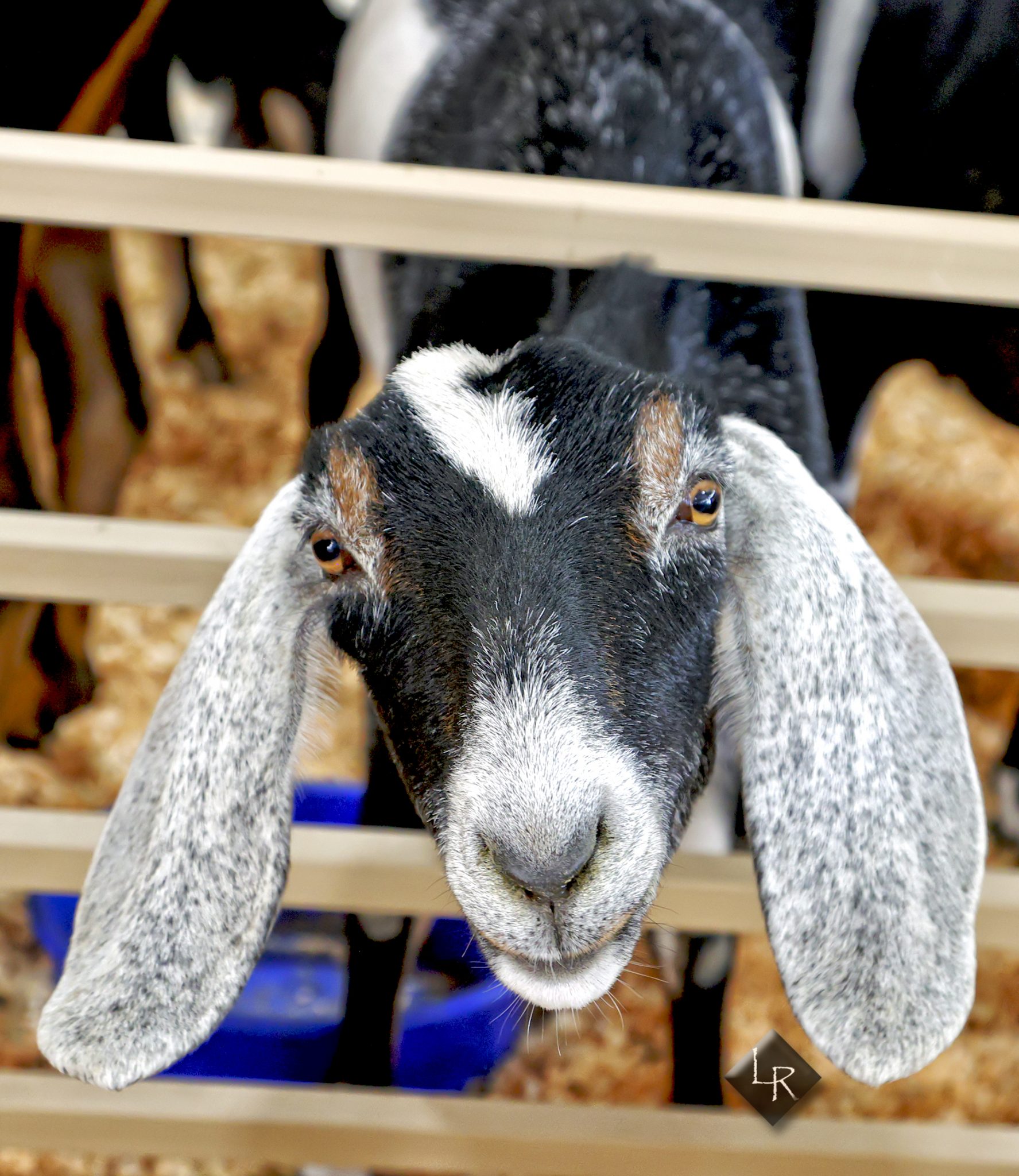 4S Goat Expo to be held Oct. 19-20 in North Platte | TheFencePost.com