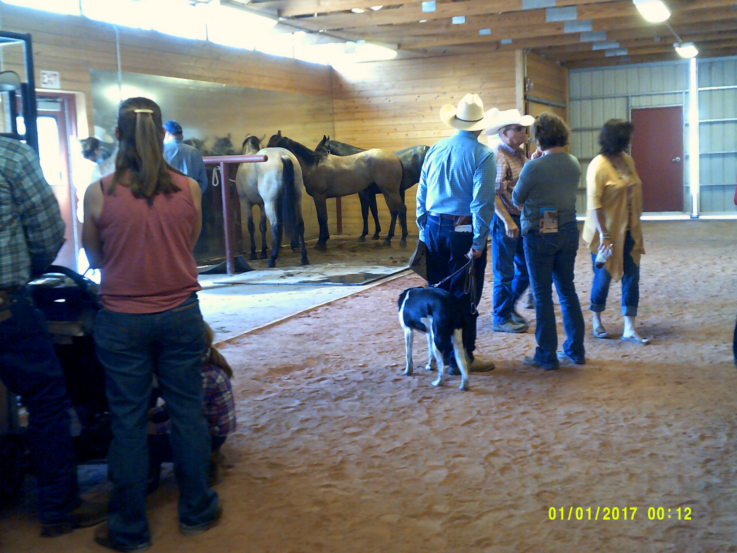 KeSa Quarter Horses, The Sequel | TheFencePost.com