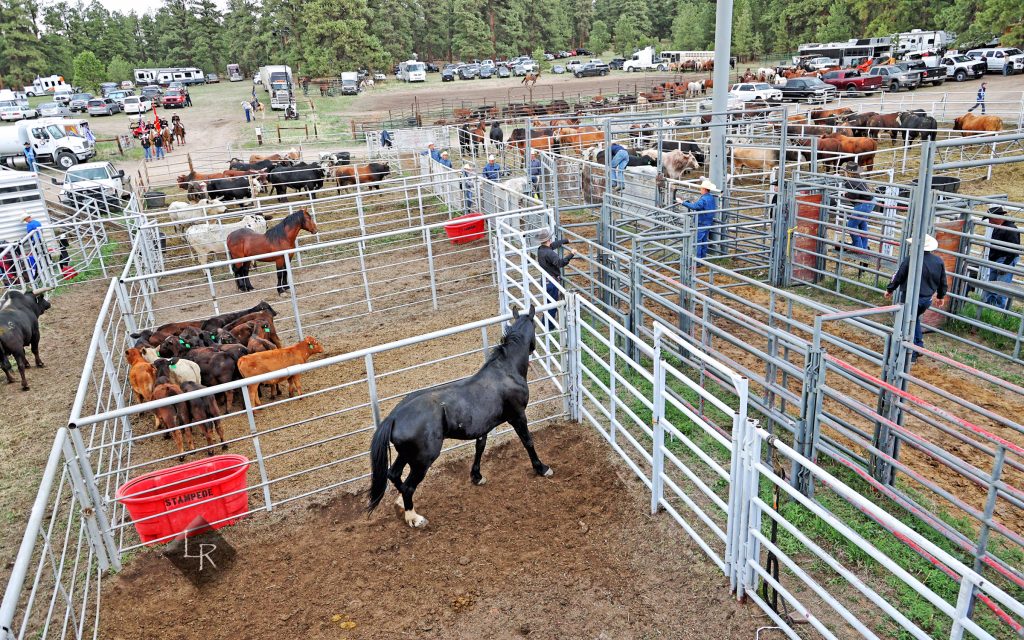 2022 Elizabeth Stampede Rodeo breaks records with huge community ...