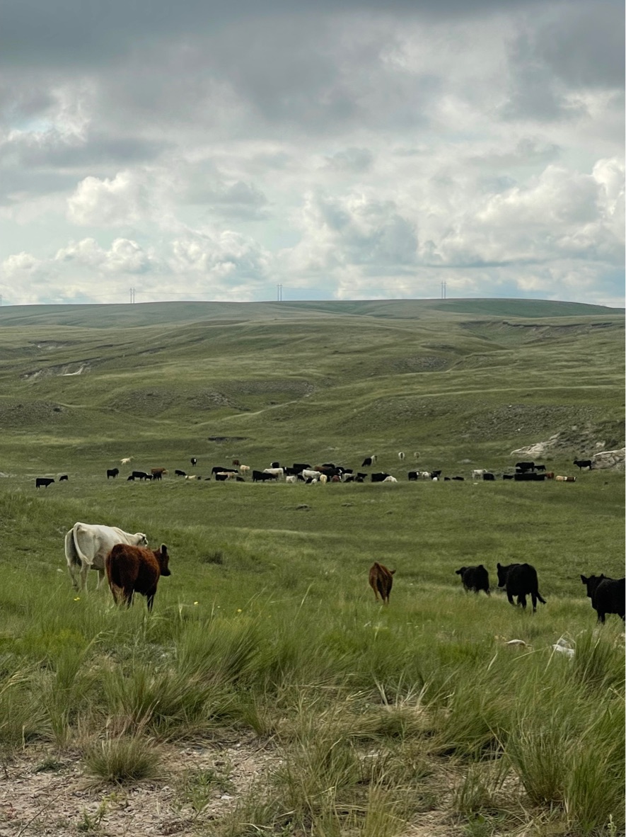 Calls For Withdrawal Of Blm Draft Plan In Wyoming 7024