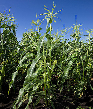 Scientists ratchet up key amino acid in corn | TheFencePost.com