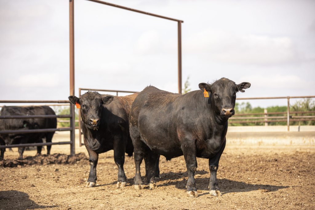 Nebraska ranch receives Certified Angus Beef Commercial Award ...
