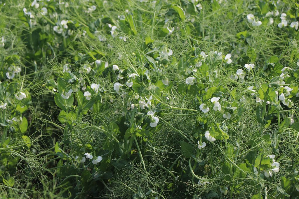 Pulse crops to be focus of November conferences | TheFencePost.com