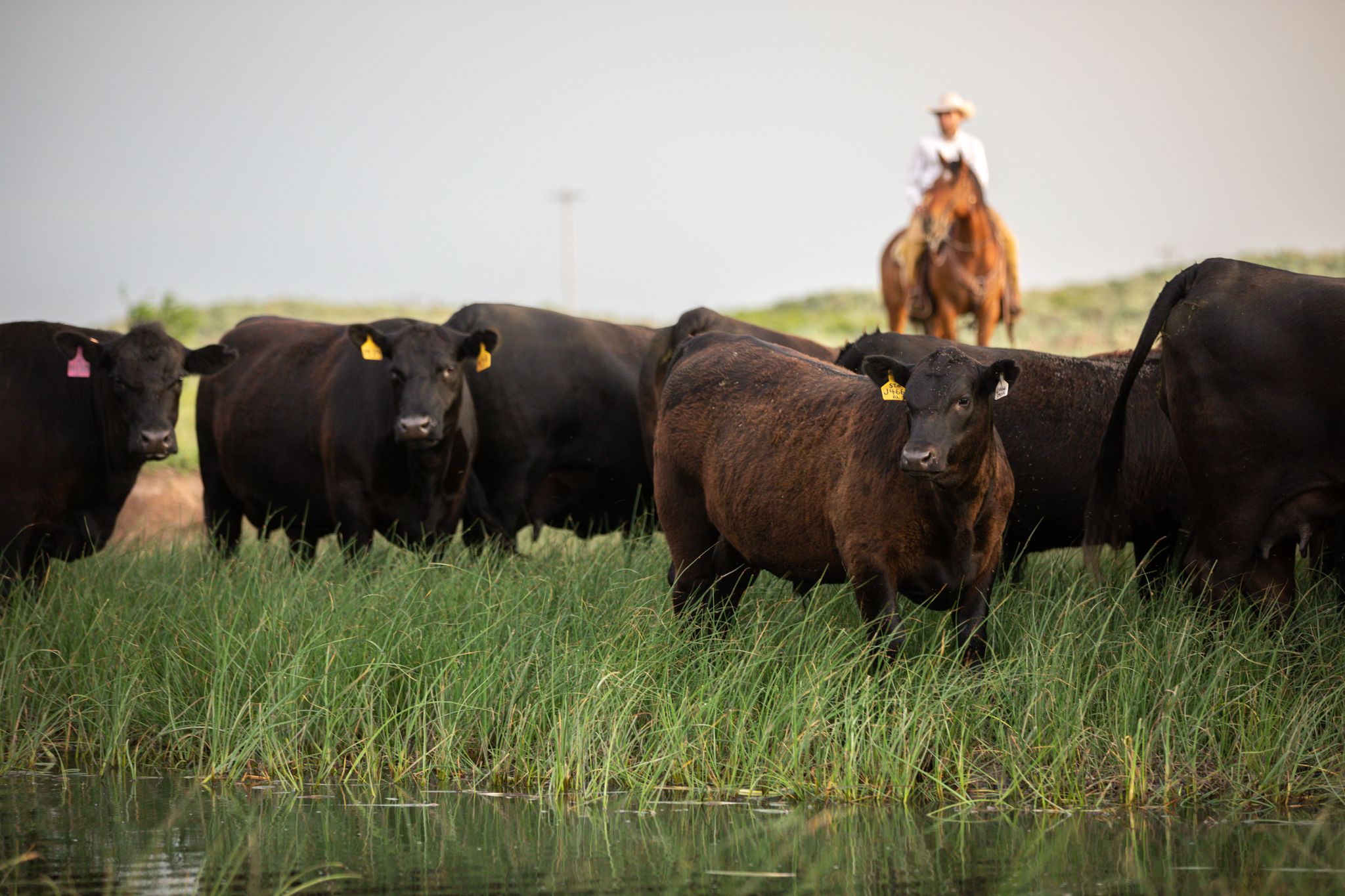 Certified Angus Beef celebrates 45th year with strong sales ...