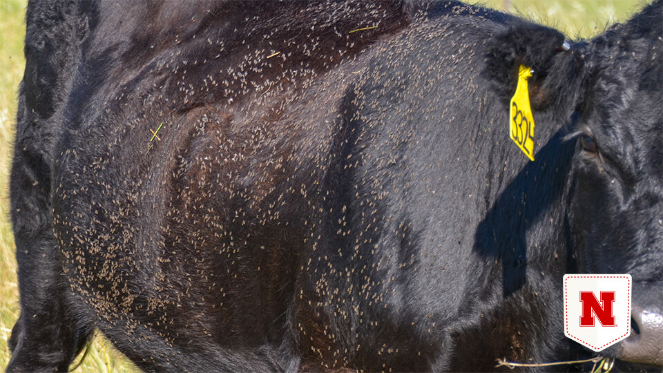 Study IDS organic alternative for fighting cattle-pestering flies ...