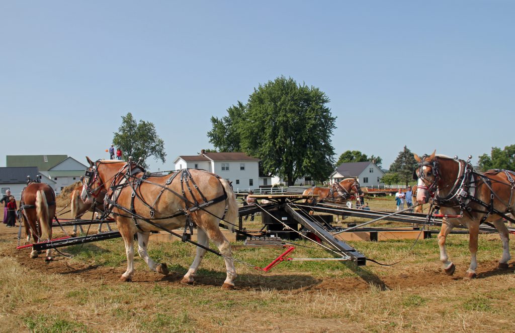 Horse sweep in action | TheFencePost.com