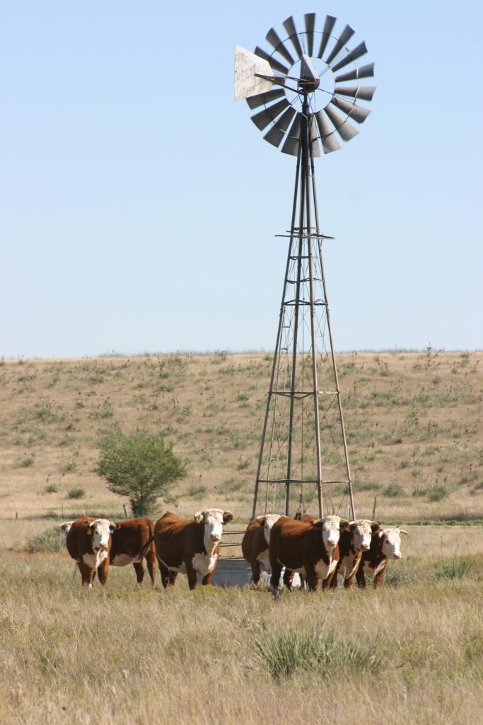 Breeder’s Connection 2024 | Jamison Ranch Herefords and Quarter Horses ...