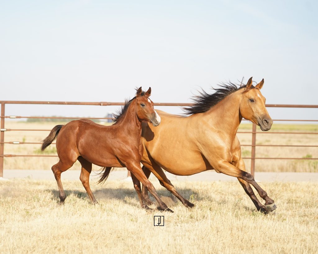 Breeder’s Connection 2024 | Jamison Ranch Herefords and Quarter Horses ...