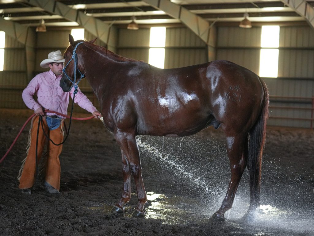 Breeder’s Connection 2024 | Jamison Ranch Herefords and Quarter Horses ...