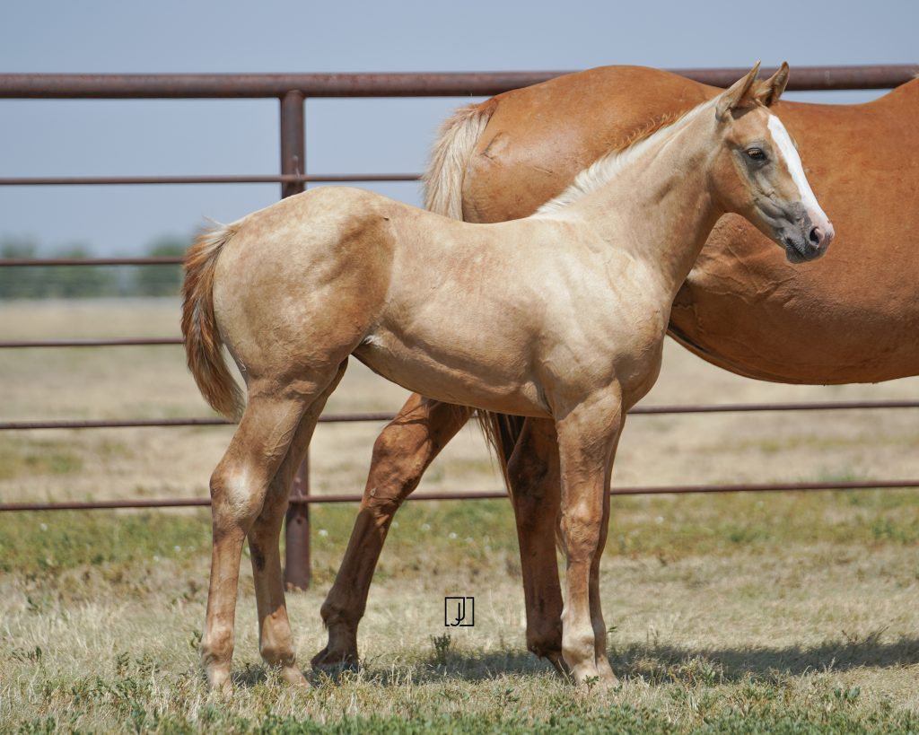 Breeder’s Connection 2024 | Jamison Ranch Herefords and Quarter Horses ...