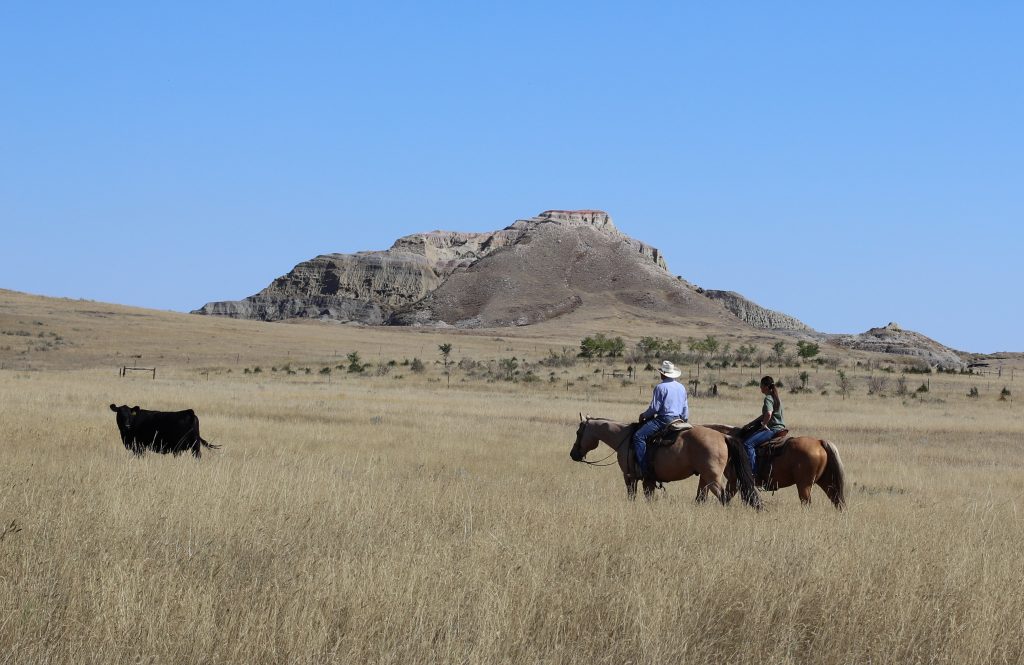 Breeder’s Connection 2024 | D Lazy T Ranch | TheFencePost.com