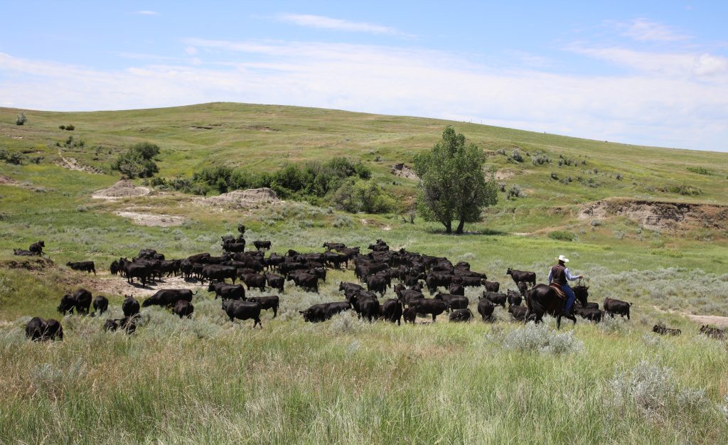 Breeder’s Connection 2024 | D Lazy T Ranch | TheFencePost.com
