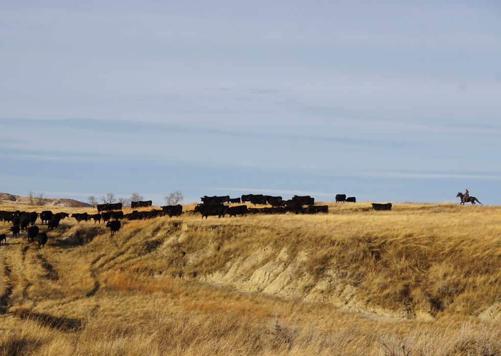 Breeder’s Connection 2024 | D Lazy T Ranch | TheFencePost.com