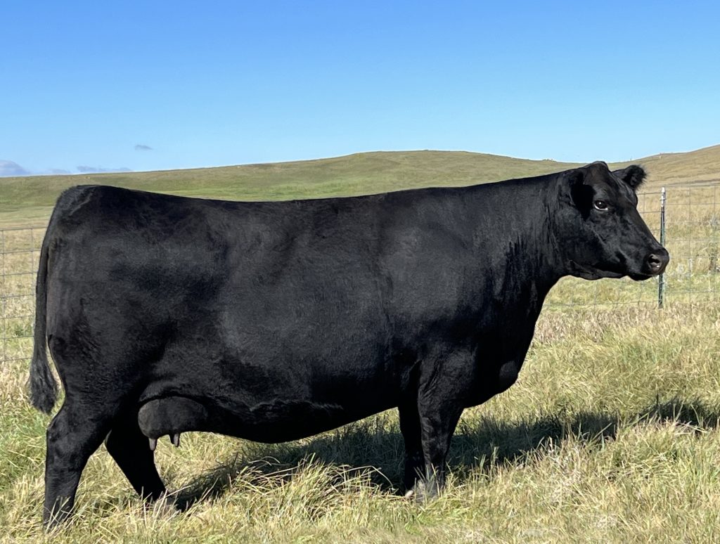 Breeder’s Connection 2024 | D Lazy T Ranch | TheFencePost.com