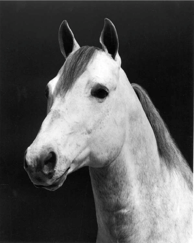 Breeder’s Connection 2024 | Good Lookin’ Horses that Ride | TheFencePost.com