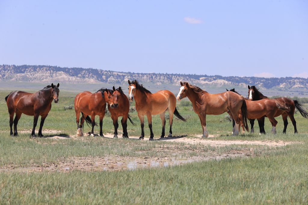 Breeder’s Connection 2024 | Burch Rodeo Company | TheFencePost.com