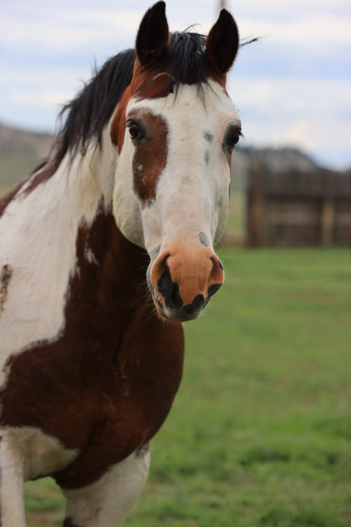 Breeder’s Connection 2024 | Burch Rodeo Company | TheFencePost.com