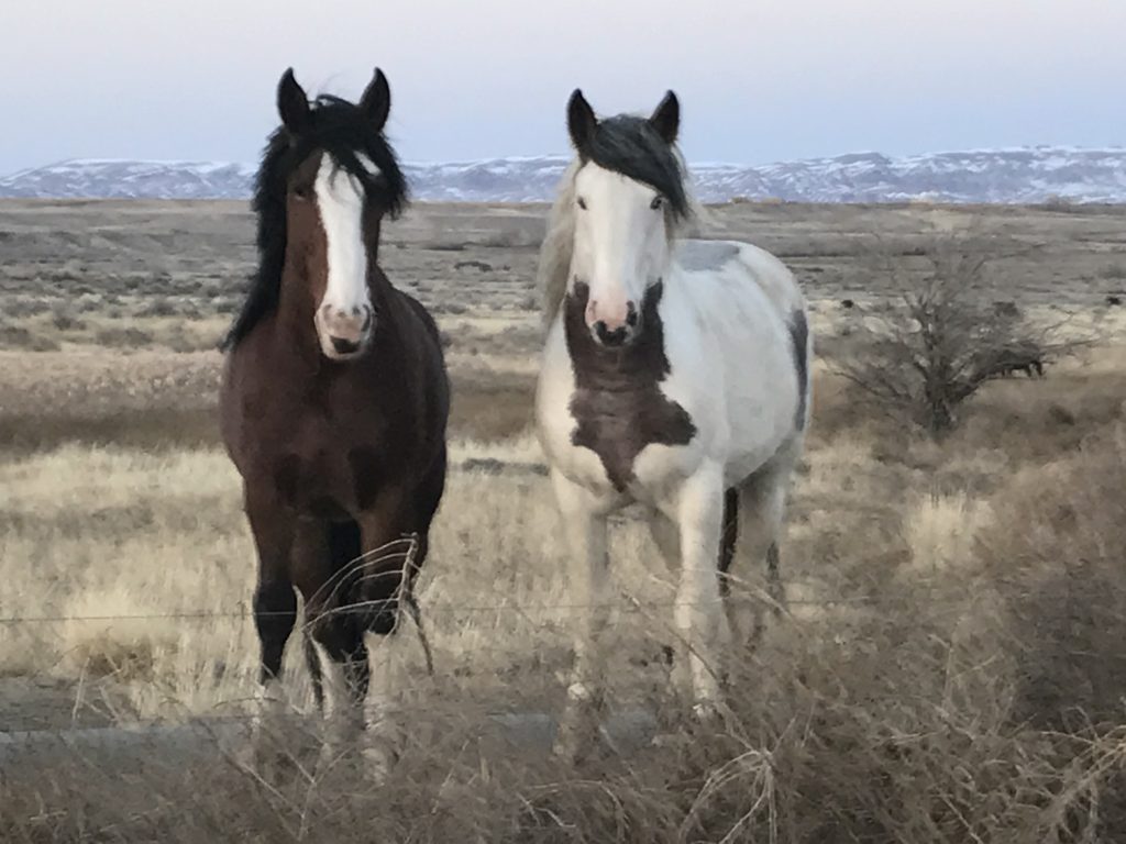 Breeder’s Connection 2024 | Breeding to Buck | TheFencePost.com