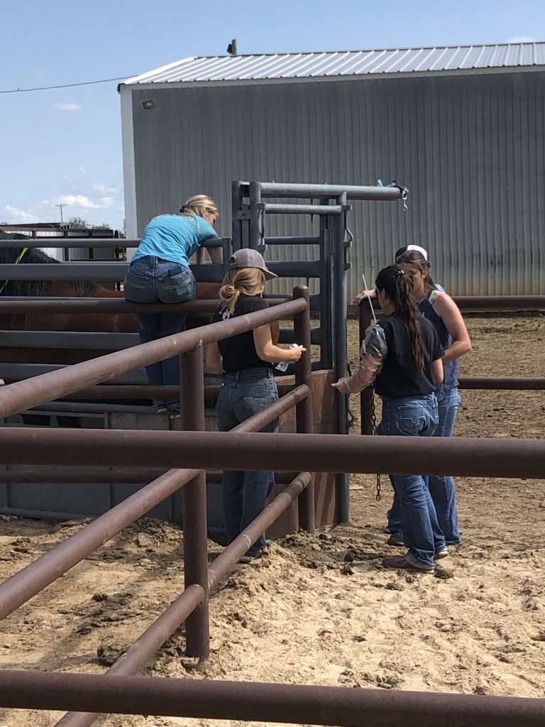 Breeder’s Connection 2024 | Breeding to Buck | TheFencePost.com