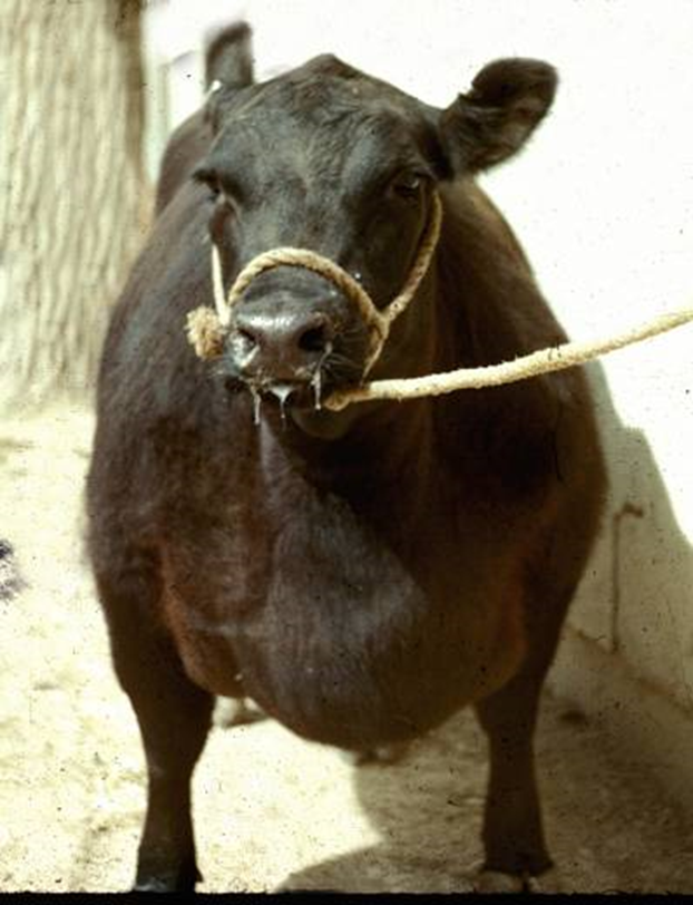 Breeder’s Connection 2024 | PAP Testing is Essential for High Altitude ...