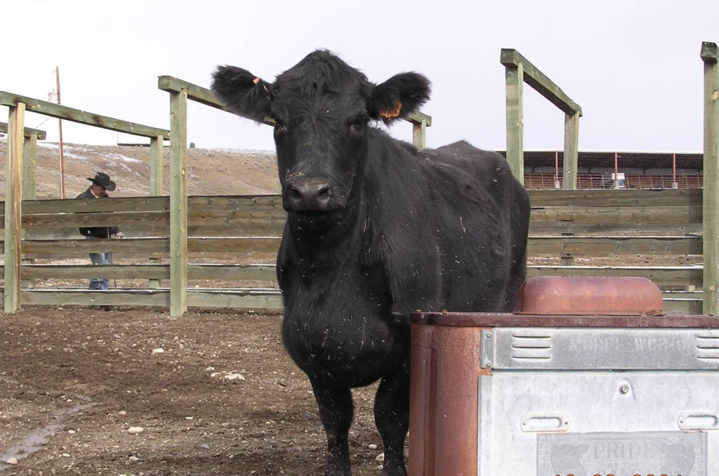 Breeder’s Connection 2024 | PAP Testing is Essential for High Altitude ...