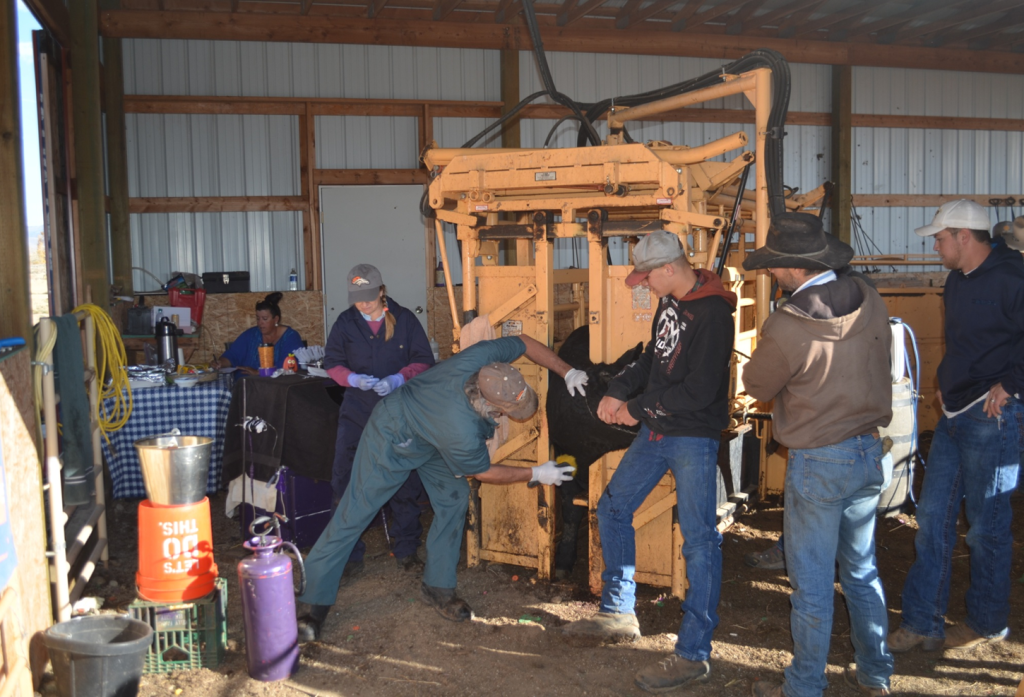 Breeder’s Connection 2024 | PAP Testing is Essential for High Altitude ...