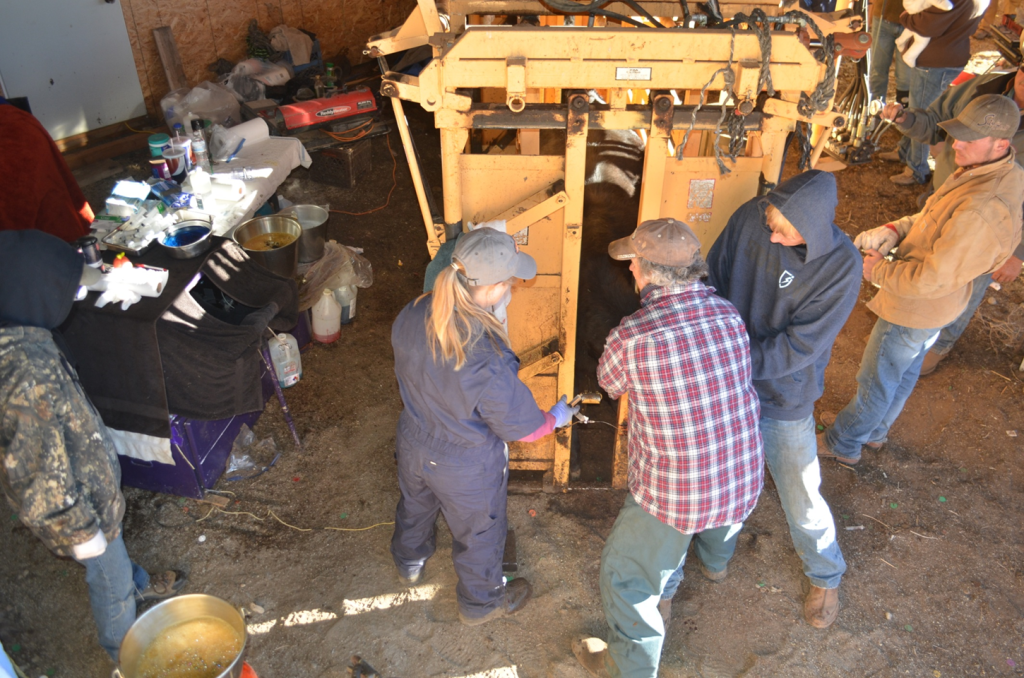 Breeder’s Connection 2024 | PAP Testing is Essential for High Altitude ...