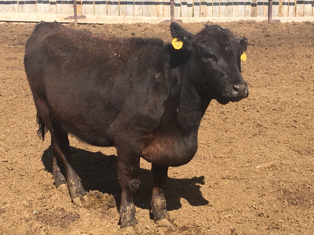 Breeder’s Connection 2024 | PAP Testing is Essential for High Altitude ...