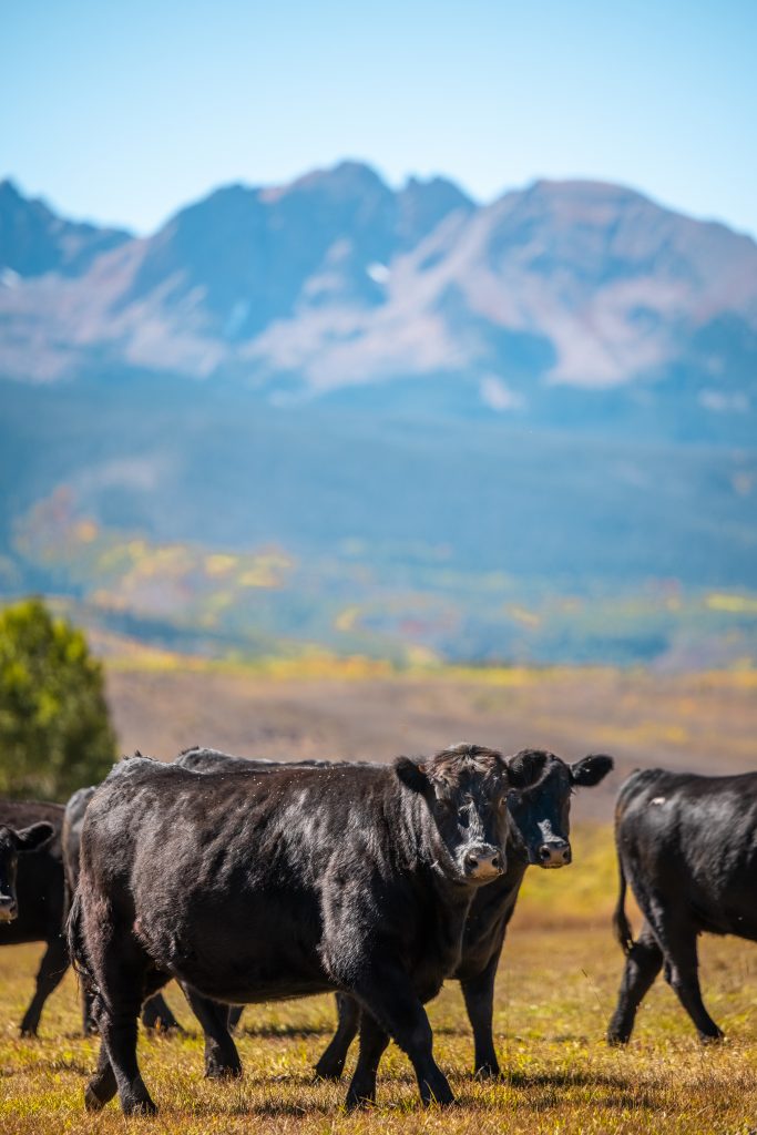 Breeder’s Connection 2024 | Walter Angus | TheFencePost.com